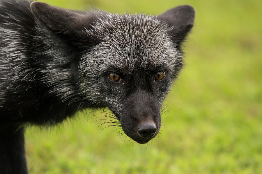 Silver Colored Red Fox Photograph by CJ Park - Fine Art America