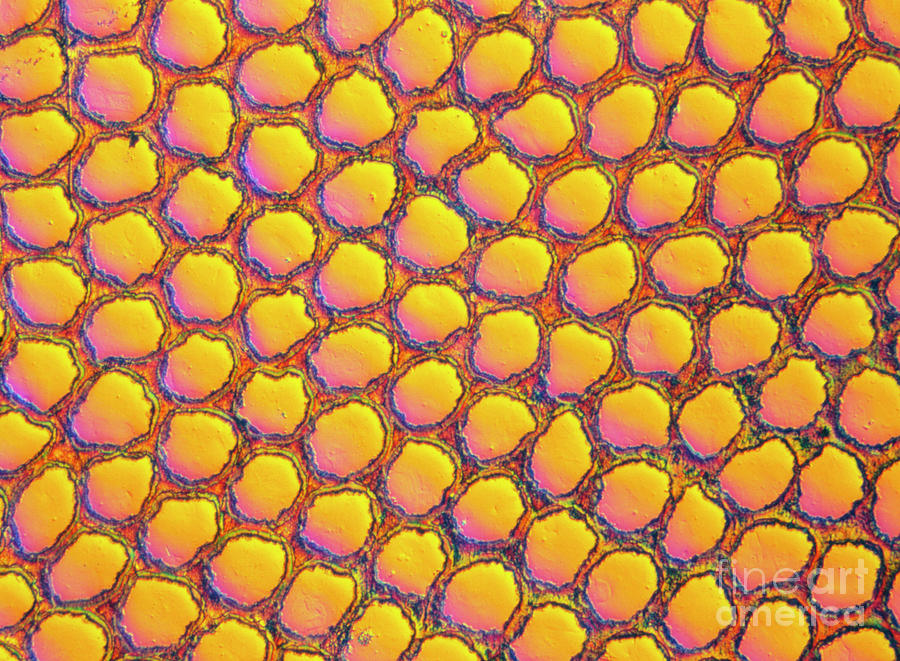 Silver/nickel Composite Alloy Photograph by Astrid & Hanns-frieder Michler/science Photo Library ...