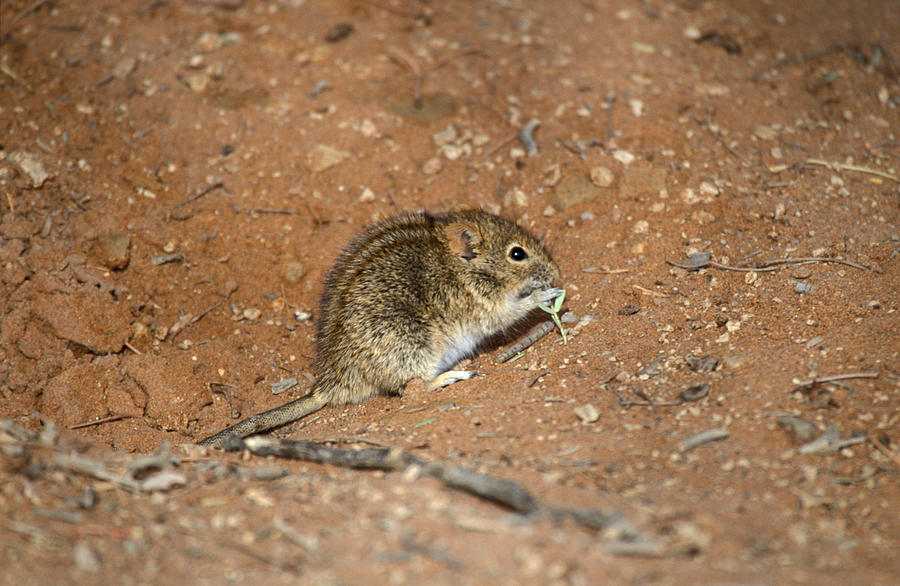Single-striped Mouse Photograph by David Hosking | Fine Art America
