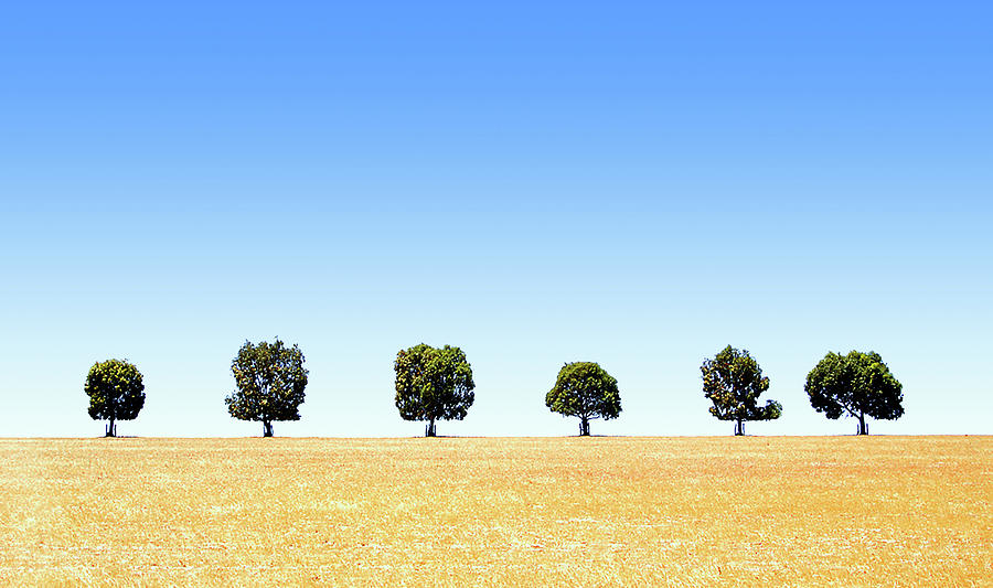 Six Trees Photograph by Bill Cain - Fine Art America