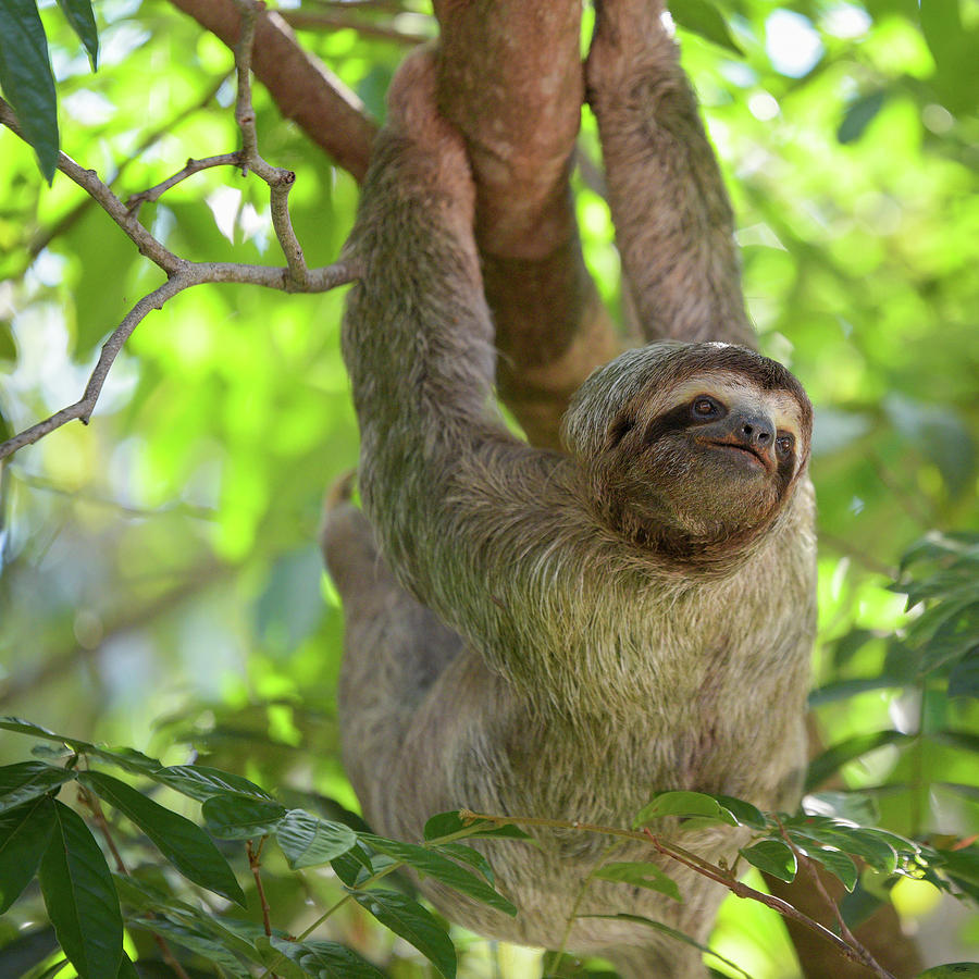 Slothful Behavior Photograph by Michael Scott - Fine Art America