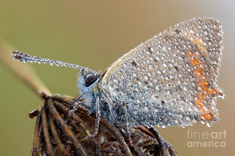 Small Copper Butterfly Photograph by Ozgur Kerem Bulur/science Photo ...