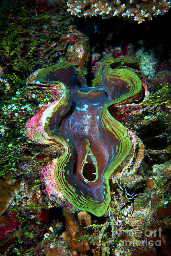 Small Giant Clam Photograph by Alexander Semenov/science Photo Library ...