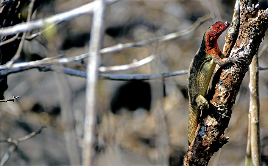 Small Lizard- GI Photograph by Christopher Behrend | Fine Art America
