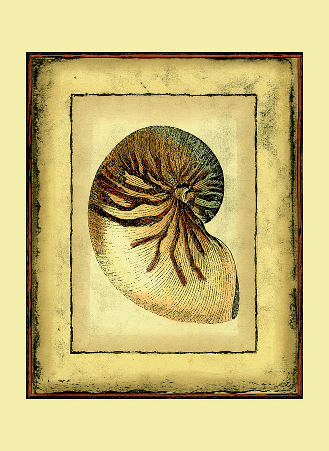 Small Rustic Shell Iv (pp) Painting by Vision Studio - Fine Art America