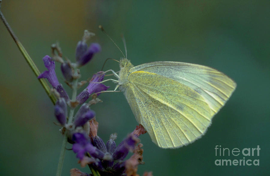 Small White Butterfly Photograph By Chris Martin Bahrscience Photo Library Fine Art America
