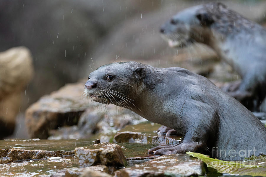 Smooth-coated Otters Photograph by Dr P. Marazzi/science Photo Library ...