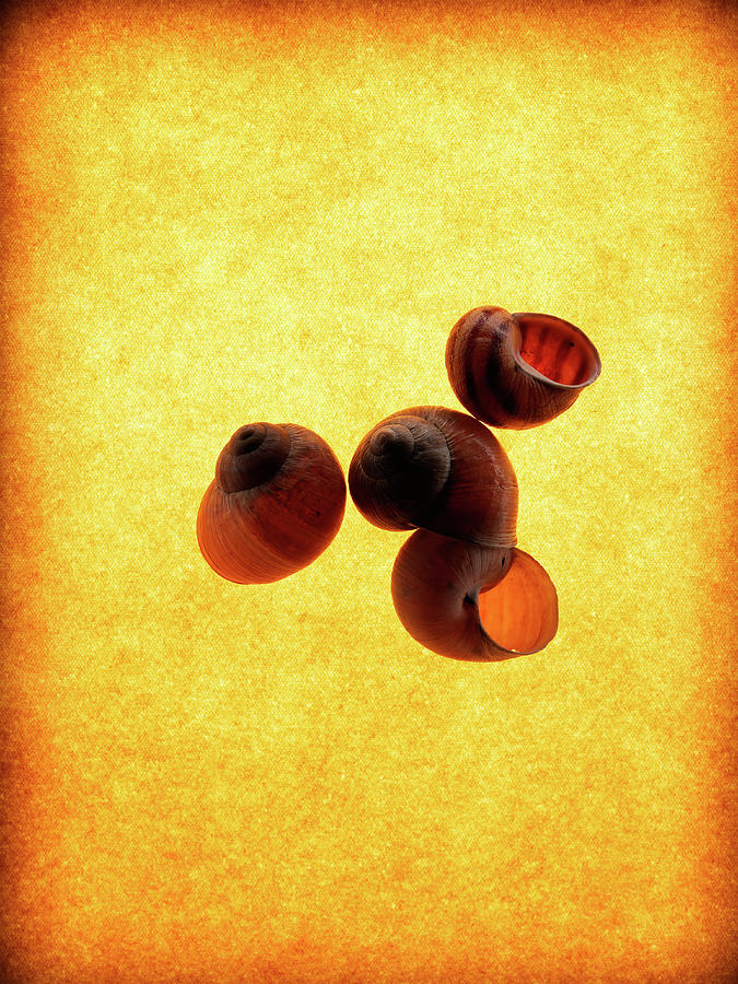 Snail Shells Digital Art by Still Factory - Pixels