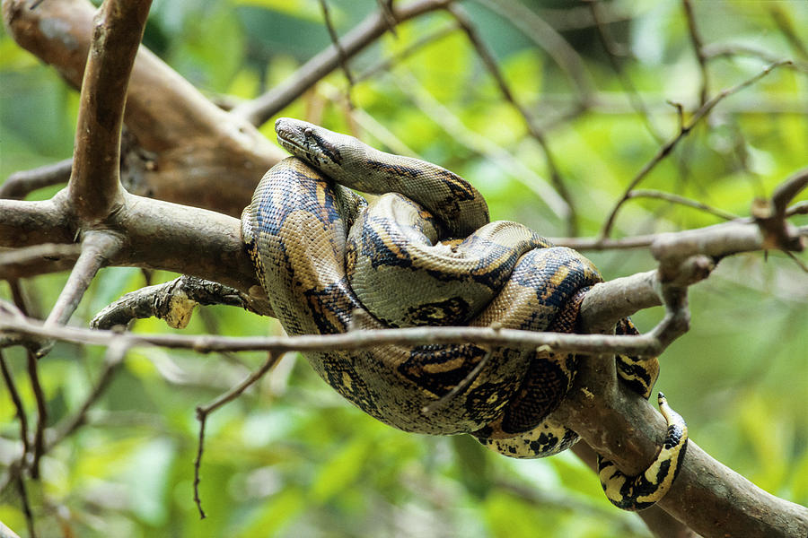 Snake In Tree, Boa Constrictor, Costa Rica Photograph by Konrad Wothe ...
