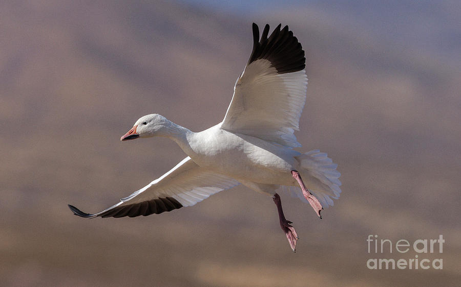 Snow Geese In Flight In Winter by Science Photo Library