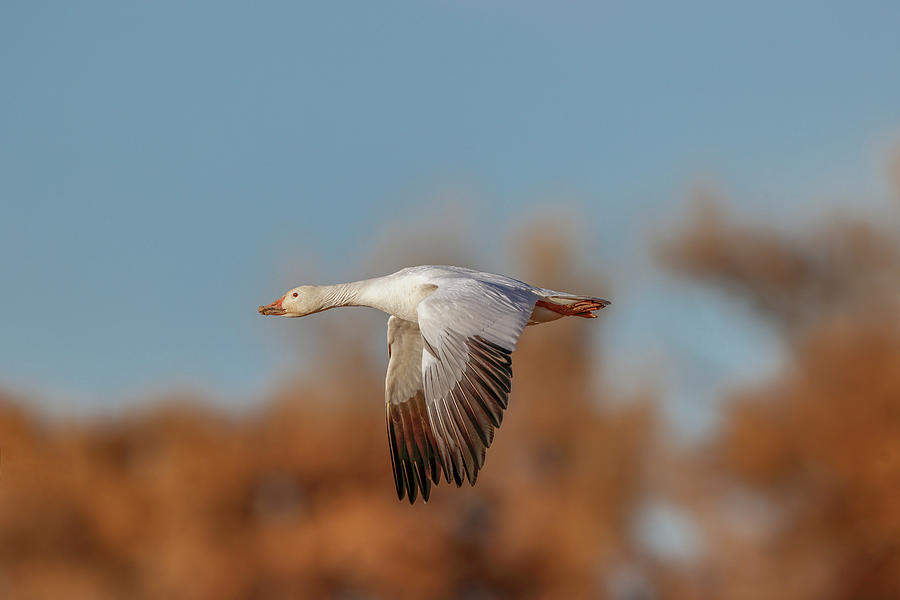 Snow Goose Flying Photograph by Adam Jones - Fine Art America
