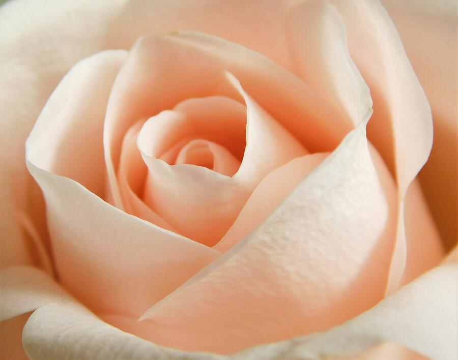 - Soft Pink Rose Photograph by - Theresa Nye | Fine Art America