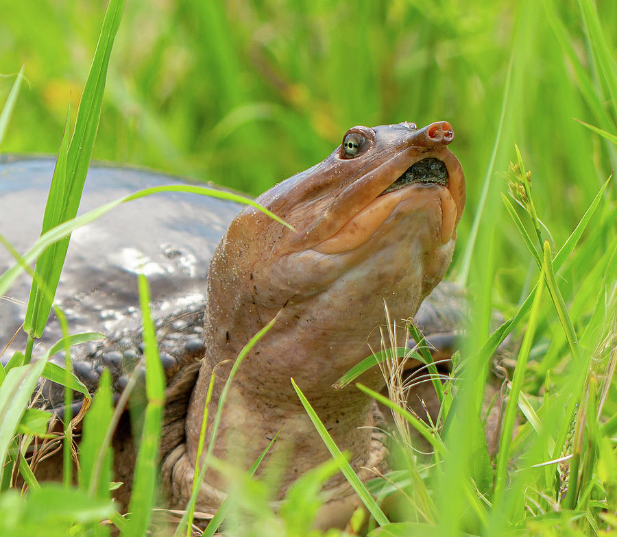 Softshell turtle nesting Photograph by John Ruggeri - Pixels