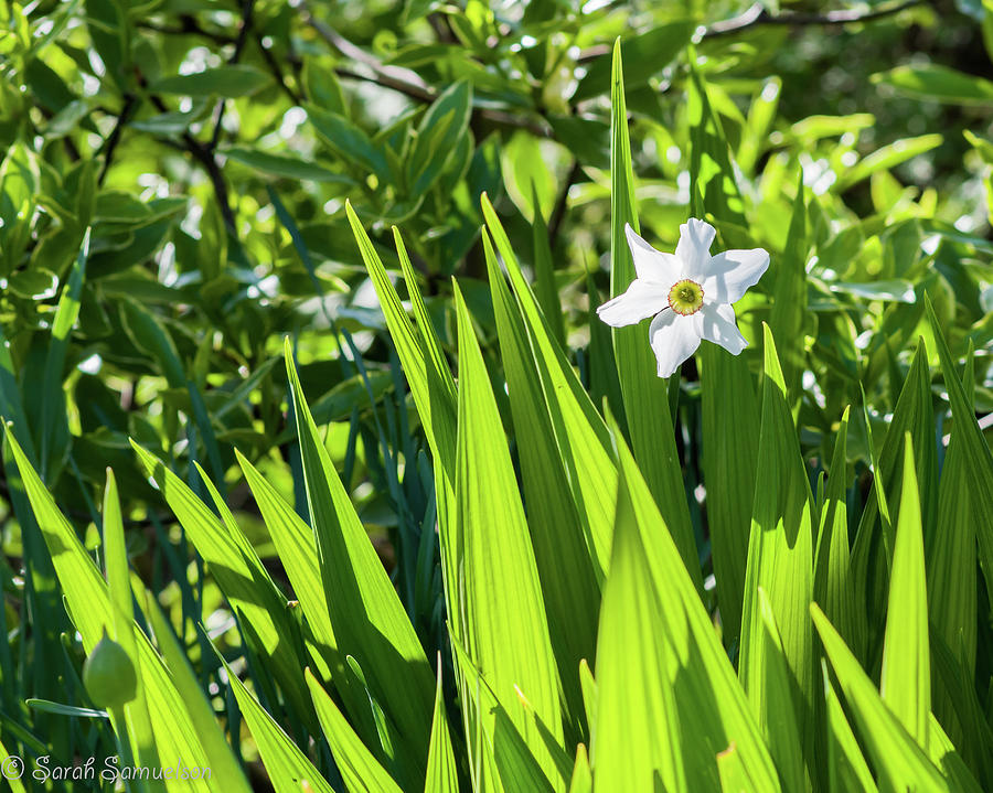 Solo Daffodil Photograph by Sarah Samuelson - Fine Art America