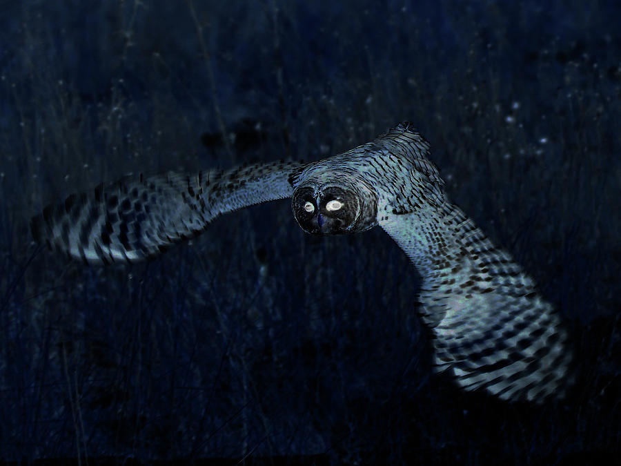 Space Owl in Flight Photograph by Bill Bass - Fine Art America