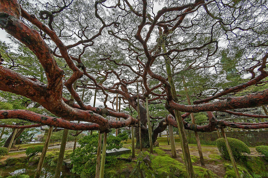 Special tree in Kanazawa, Japan Photograph by Tommy Lindbohm | Pixels