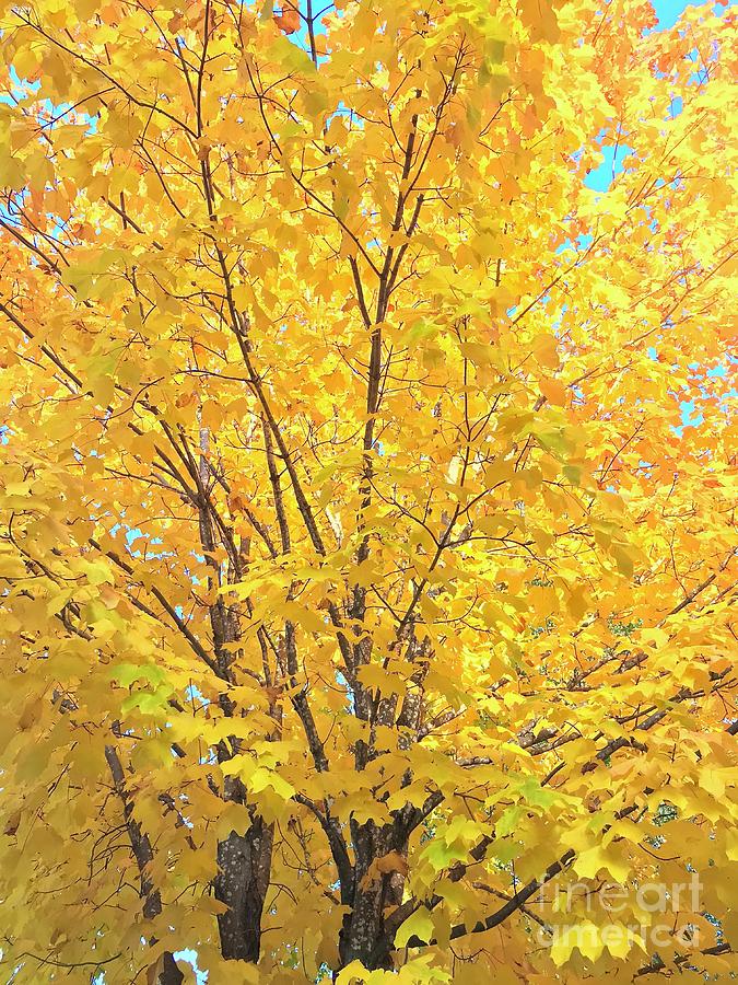 Spectacular Fall Colors in Minnesota Photograph by Ann Brown - Fine Art America