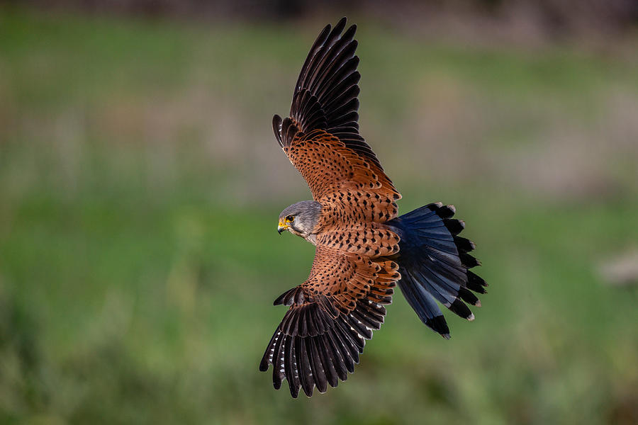 Spectacular Kestrel In Rapid Fading Towards Prey Photograph by Guy ...