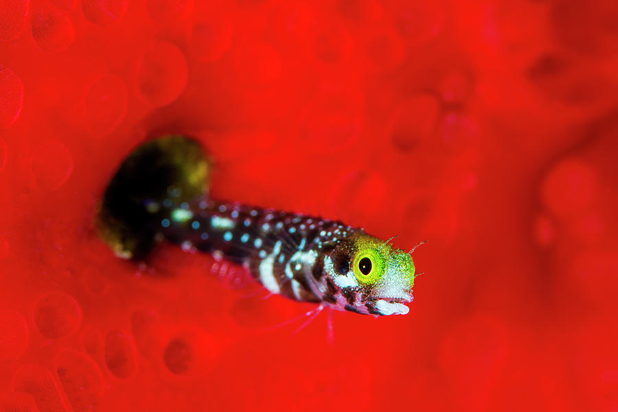 Spinyhead Blenny Fish Extends Out Of Its Hole To Snare Food Photograph by Alex Mustard ...