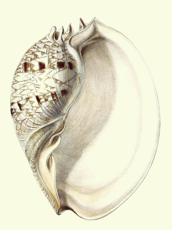 Splendid Shells I Painting by Vision Studio - Fine Art America