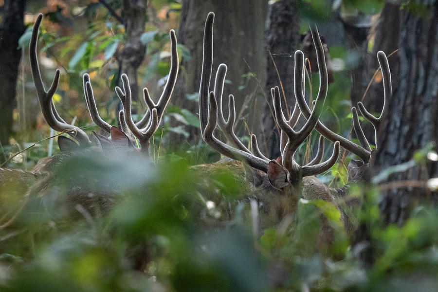 Spotted Deer Herd In The Forest, With Just Their Antlers Photograph by ...