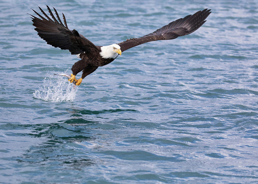 Spread Eagle Photograph by Memoriee Sconce - Fine Art America