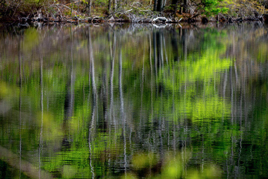 Spring Reflection Photograph by Michael Dyer - Fine Art America