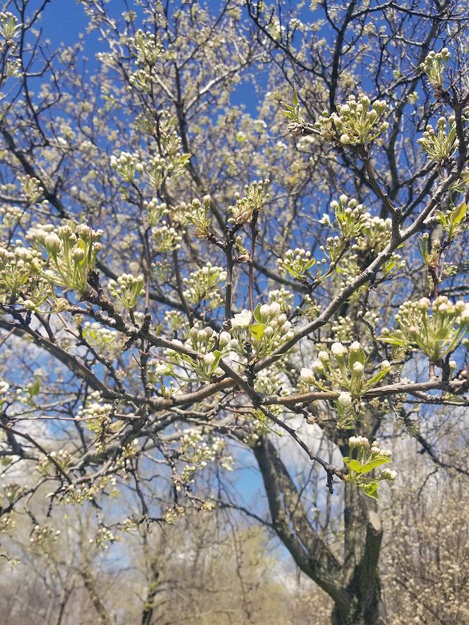 Spring Tree Photograph by Deanna Lynn - Fine Art America