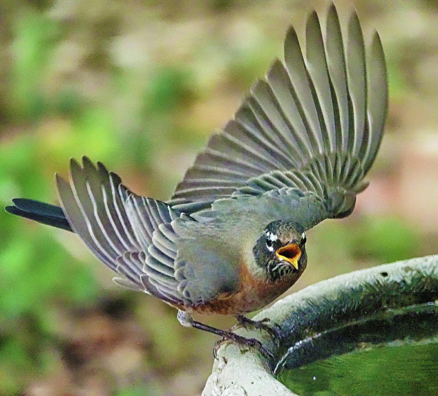 Squaaawk Photograph by C H Apperson - Fine Art America