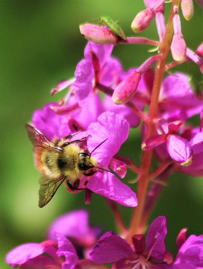 Squash Bee Photograph by Larry Kniskern | Fine Art America