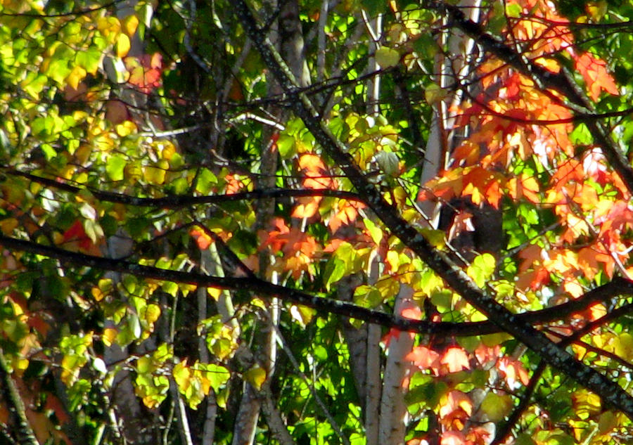 Stained Glass Tree Leaves Photograph By Jaeda Dewalt Fine Art America