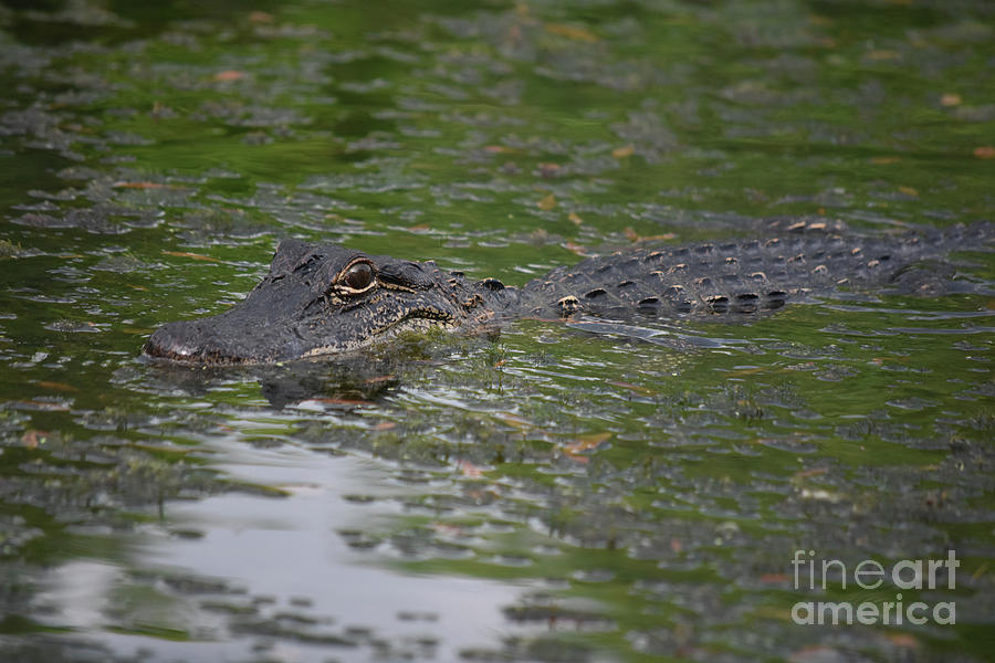 Stalking Alligator Moving Through the Swamp and Bayou Photograph by ...