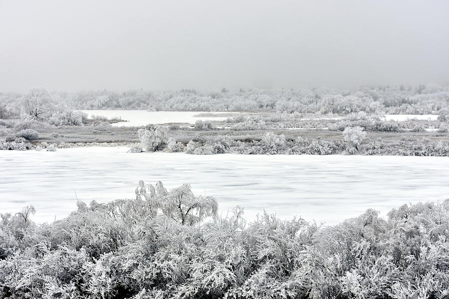 Still Winter's Day Photograph by Carly Mercer - Fine Art America