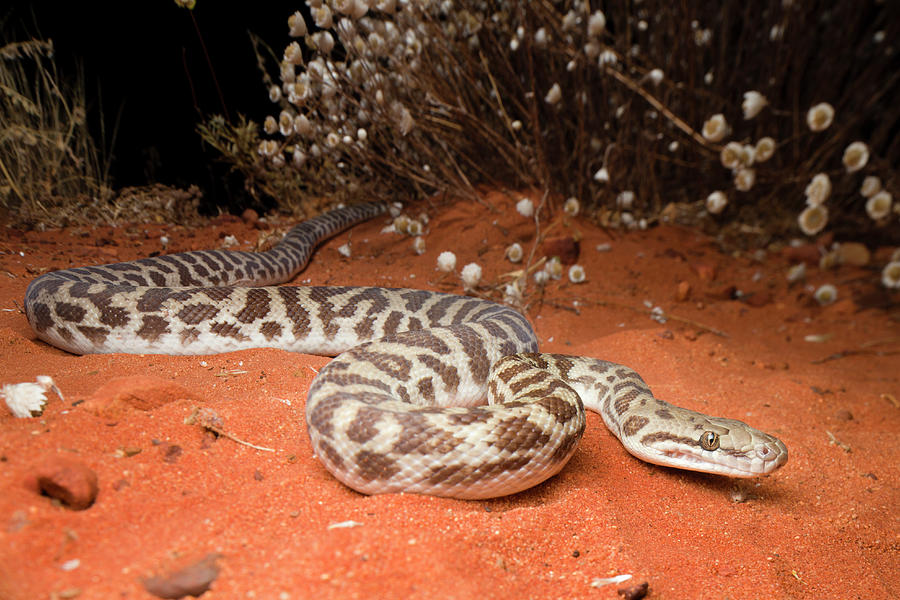 Stimson's Python, Mt. Connor Area, Northern Territory Photograph by ...