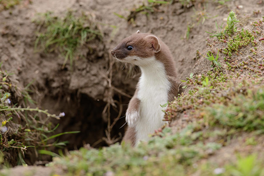 Stoat Poking Its Head Out Of Its Burrow. Suffolk, England Photograph by ...