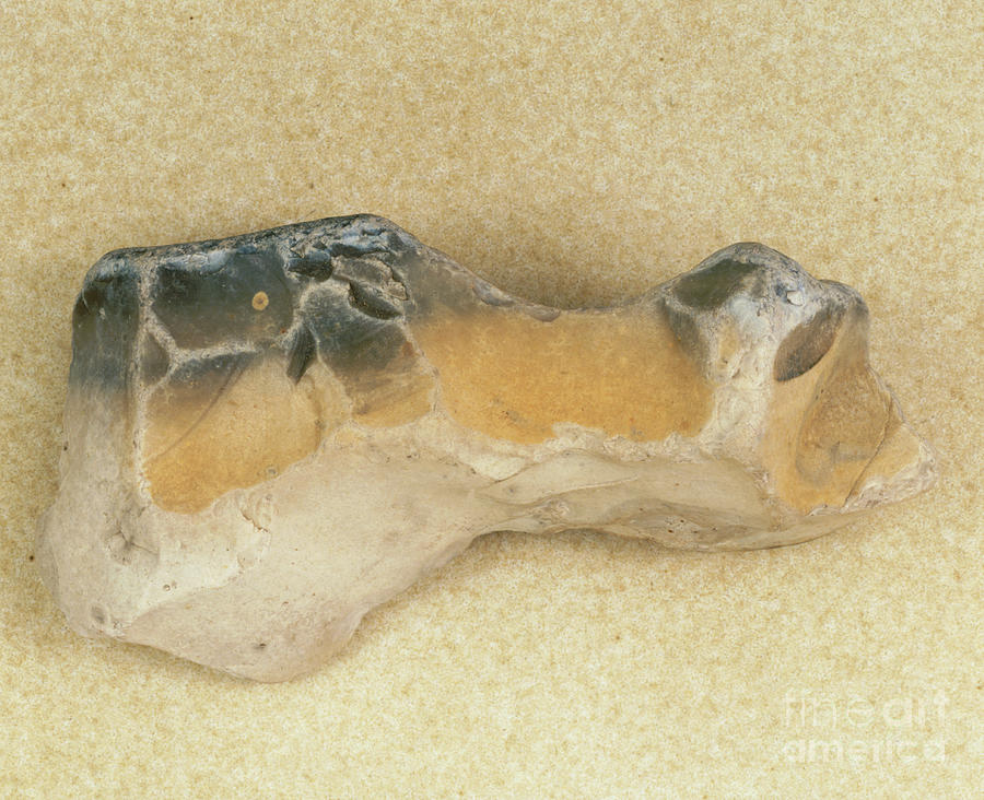 Stone-age Flint Hatchet From Wetzlar Photograph by Astrid & Hanns-frieder Michler/science Photo ...