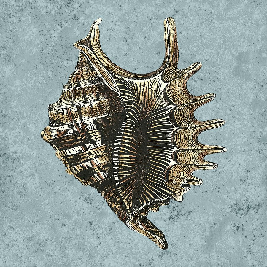 Stonewashed Shells V Painting by Vision Studio - Fine Art America