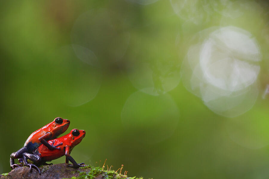 Strawberry Poison Frog Pair Mating, Sarapiqui, Heredia Photograph by ...