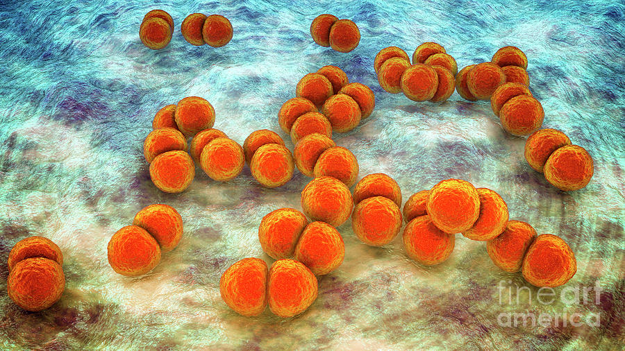 Streptococcus Pneumoniae Bacteria Photograph by Kateryna Kon/science ...