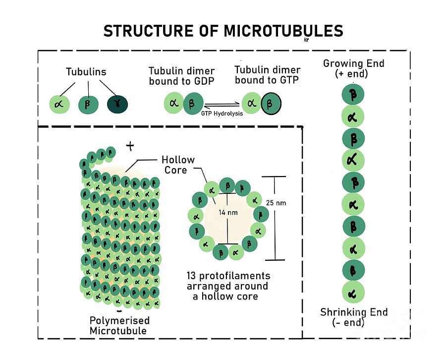 Structure And Functions Of Microtubule by Kadambari Pathania/science Photo Library