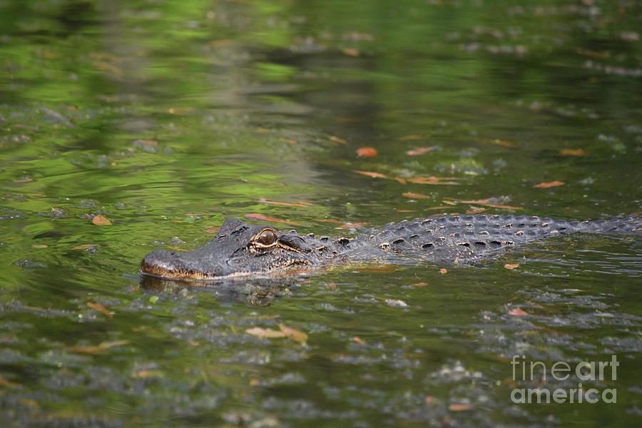 Stunning Alligator in the Shallow Swamp and Bayou Waters Photograph by ...
