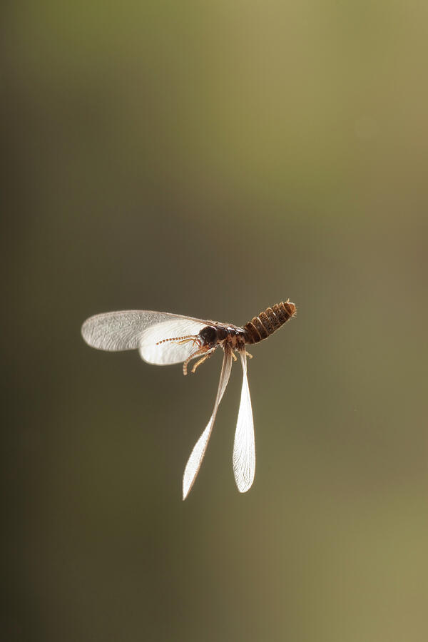 Subterranean Termite Reproductive Alate In Flight, Bastrop Photograph ...