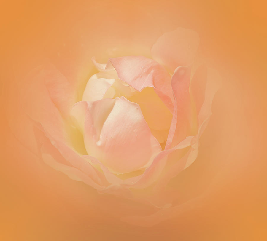 Subtle Heart Photograph by Nora Scott - Fine Art America