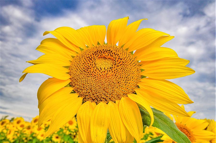 Suflowers 6 Photograph by C Sev Photography - Fine Art America