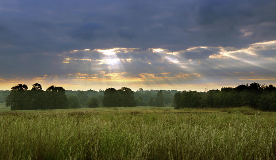 Sun Rays in Field Photograph by Stamp City - Fine Art America