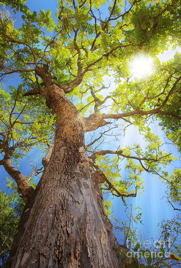 Sun Rays Streaming Through Tree Photograph by Johan Swanepoel - Pixels Sun Rays Streaming Through Tree Photograph by Johan Swanepoel - Pixels
