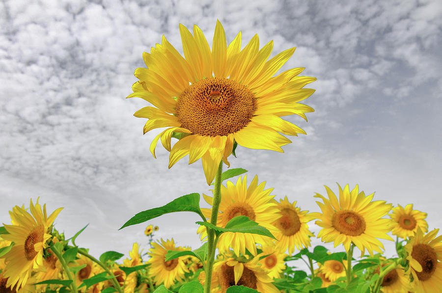 Sunflower 22 BW Photograph by C Sev Photography