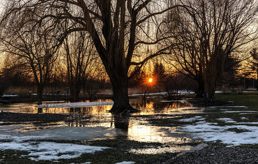 Sunset Through the Trees Photograph by Willard Sharp - Fine Art America