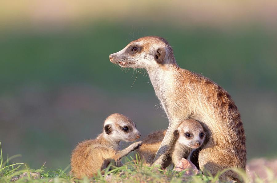 Suricates Suricata Suricatta - Mother Photograph by Gaston Piccinetti ...