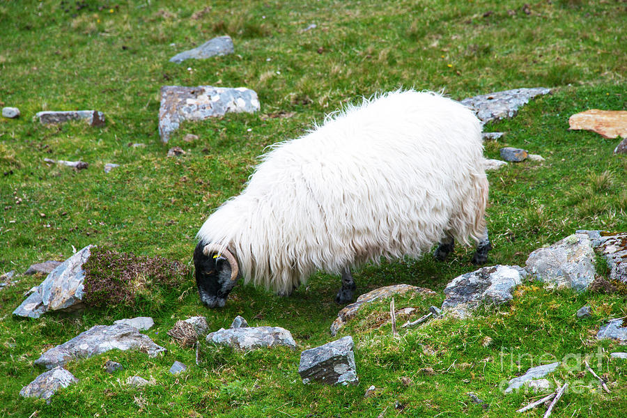 Swaledale Sheep Photograph by Bob Phillips - Fine Art America